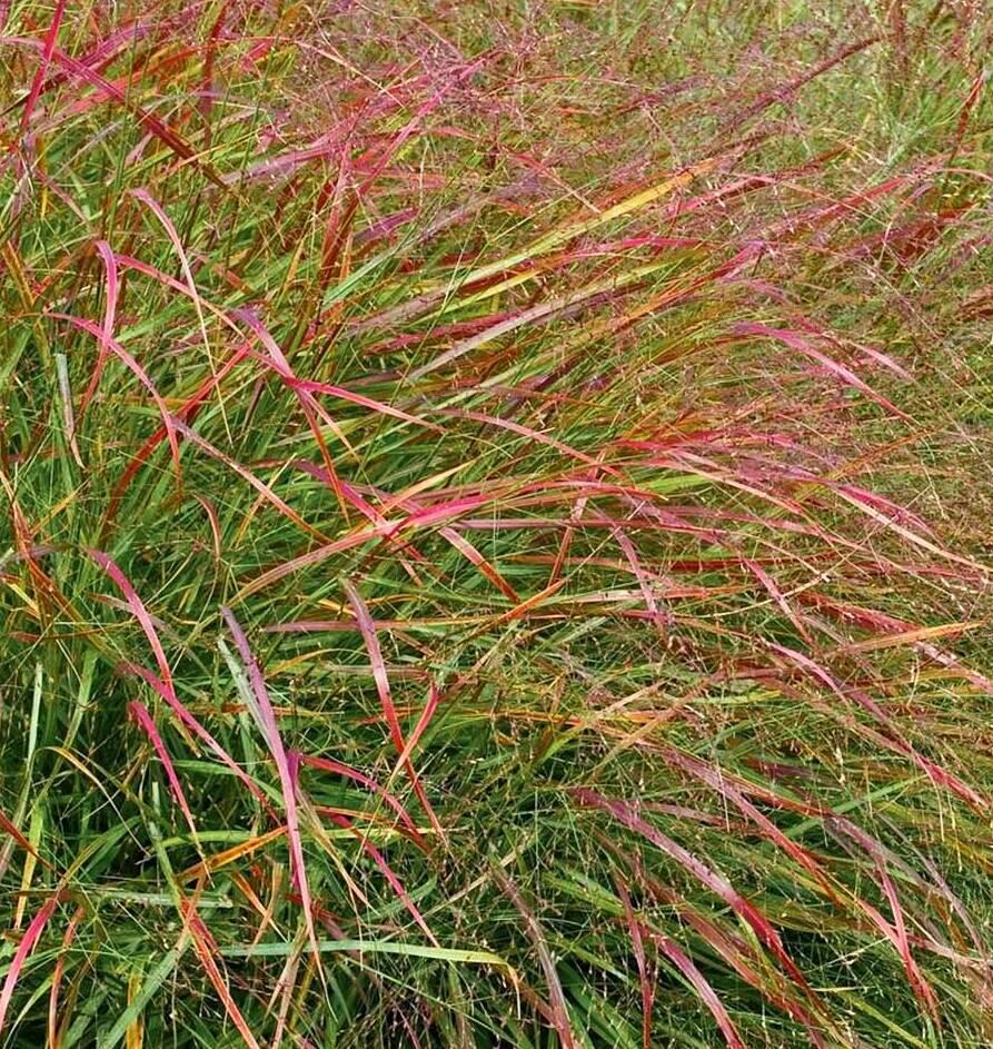 Plant Uitgelicht - Uuldriks Groencentrum